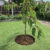 Buy Garden Tree Rings | 600x900x1200mm | 4 Finishes Available