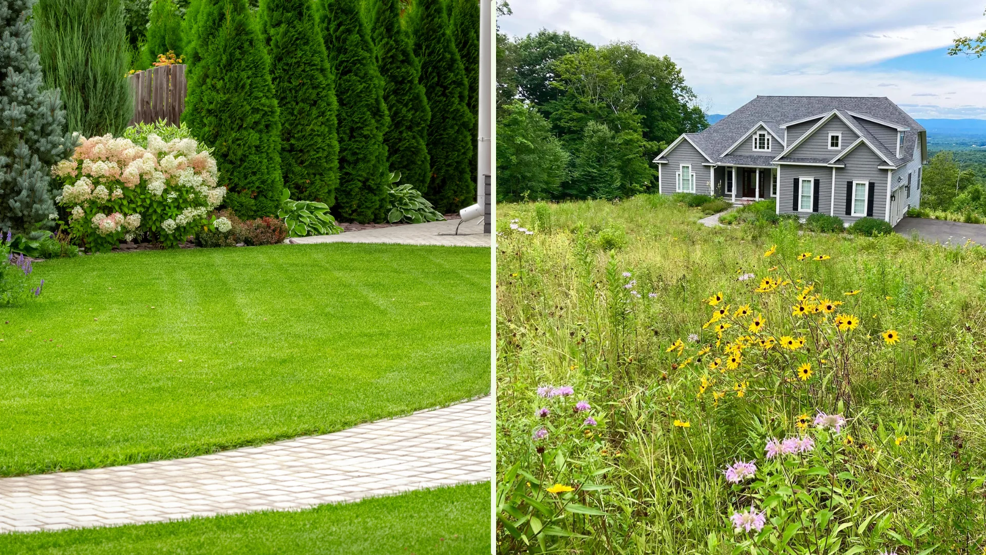 No-Mow Lawn Alternatives: Low-Maintenance & Eco-Friendly
